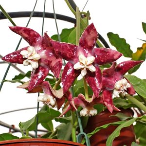 15 Rare and Exotic Hoya Varieties - Succulent Garden Web