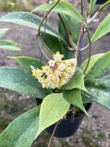 15 Rare and Exotic Hoya Varieties - Succulent Garden Web