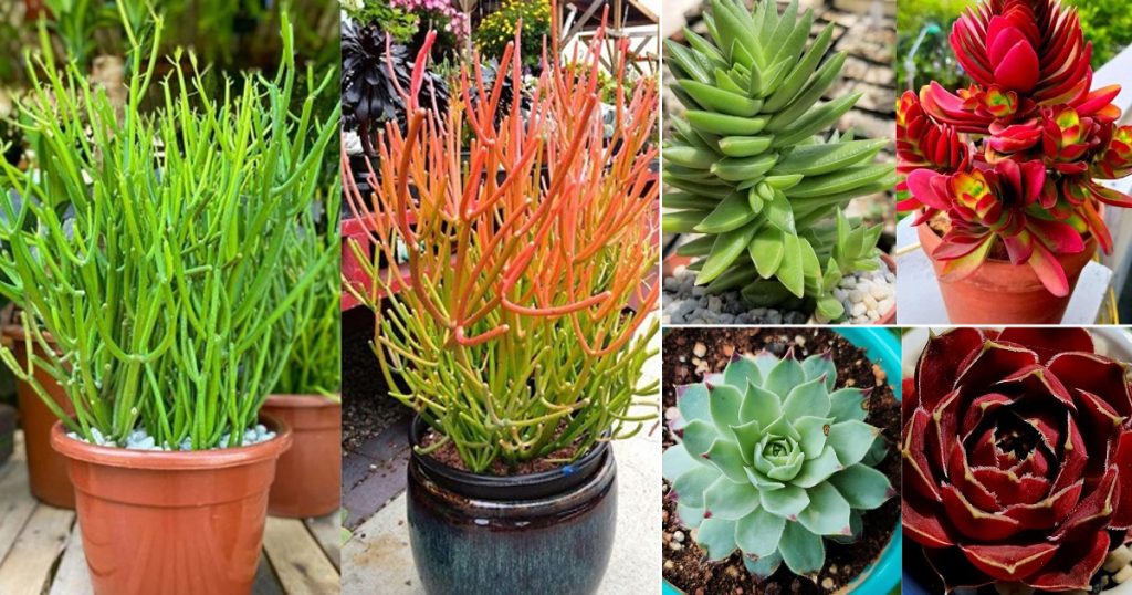 10 Magical Succulent Plants That Change Colors - Succulent Garden Web