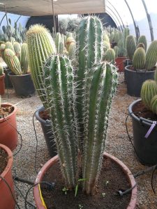 Why is My Cactus Leaning And Falling Over: Reasons and Solutions