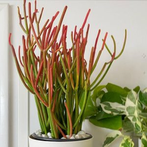 15 Succulents That Grow Straight Up - Succulent Garden Web