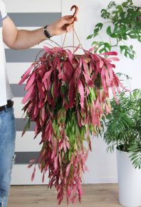 8 Stunning Cactus Without Spines, Thorns, and Needles - Succulent ...