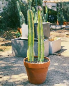 15 Succulents That Grow Straight Up - Succulent Garden Web