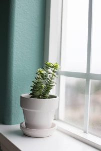 How to Grow and Care for String of Buttons - Succulent Garden Web