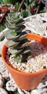 How to Grow and Care for String of Buttons - Succulent Garden Web