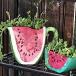 String of Watermelon Plant Care and Growing Tips - Succulent Garden Web