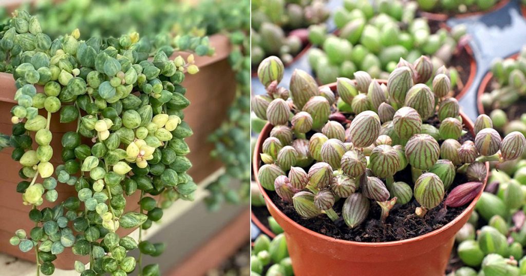 String of Watermelon Plant Care and Growing Tips - Succulent Garden Web