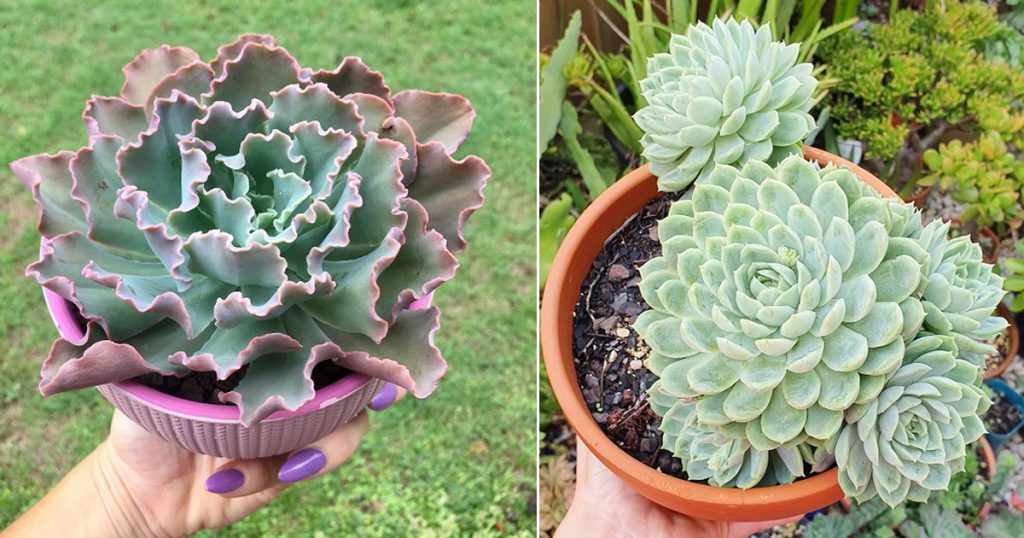 Succulent Varieties Archives - Succulent Garden Web