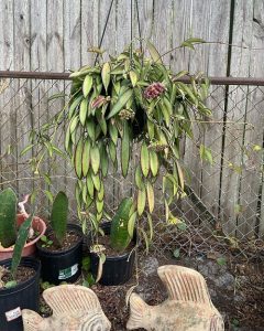 15 Rare and Exotic Hoya Varieties - Succulent Garden Web