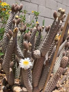 List of Spineless Cactus Varieties - Succulent Garden Web