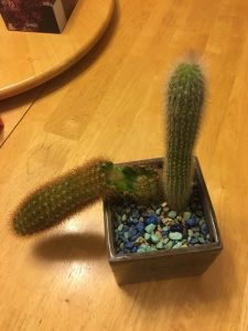 Why is My Cactus Leaning And Falling Over: Reasons and Solutions
