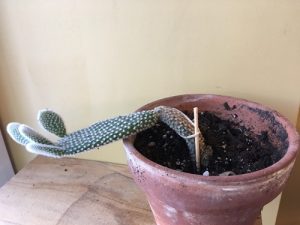 Why is My Cactus Leaning And Falling Over: Reasons and Solutions