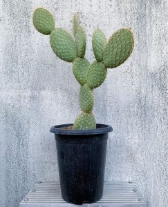 15 Succulents That Grow Straight Up - Succulent Garden Web