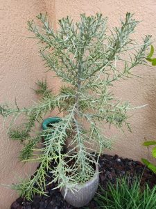 List of Spineless Cactus Varieties - Succulent Garden Web
