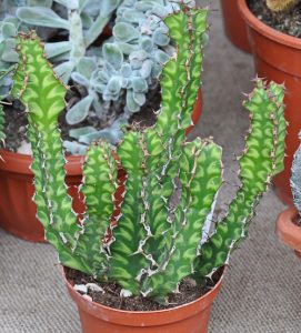 List of Spineless Cactus Varieties - Succulent Garden Web