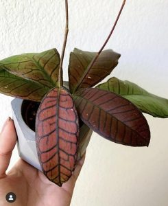 15 Rare and Exotic Hoya Varieties - Succulent Garden Web