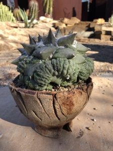 List of Spineless Cactus Varieties - Succulent Garden Web