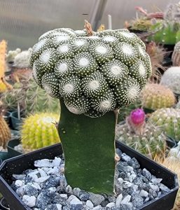 List of Spineless Cactus Varieties - Succulent Garden Web