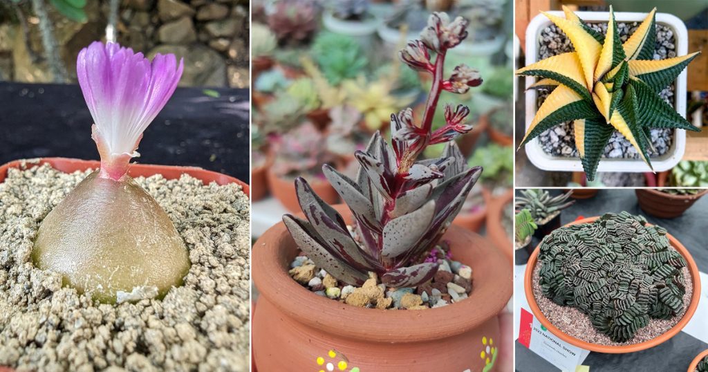 18 Most Rare Succulents In The World - Succulent Garden Web