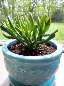 8 Succulents That Look Like Fingers - Succulent Garden Web