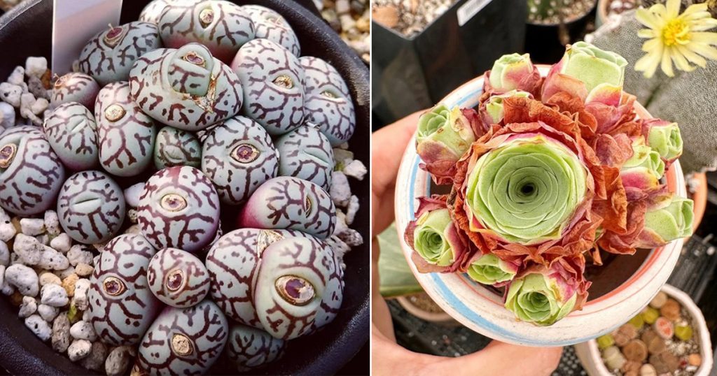 Beautiful Succulents That Look Like Lips - Succulent Garden Web