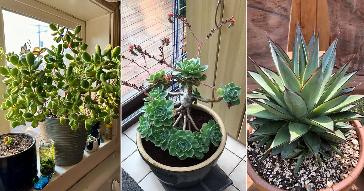 15 Beautiful String Succulents That Hang - Succulent Garden Web