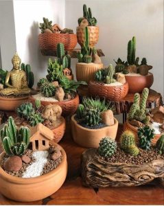 Top 30 Cactus Decor Ideas For Home - Succulent Garden Web
