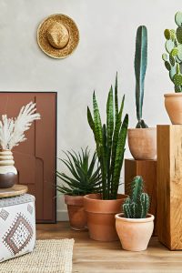 Top 30 Cactus Decor Ideas For Home - Succulent Garden Web