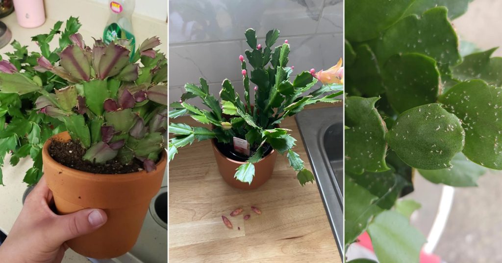 10 Common Thanksgiving Cactus Problems With Their Solutions - Succulent ...