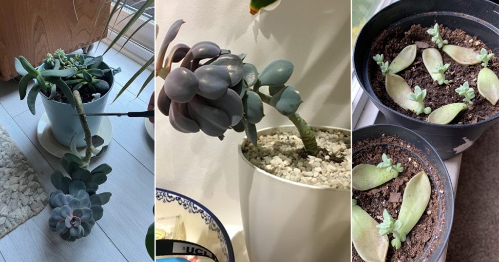 How to Fix a Leggy or Stretched Succulent—The Easy Way - Succulent ...