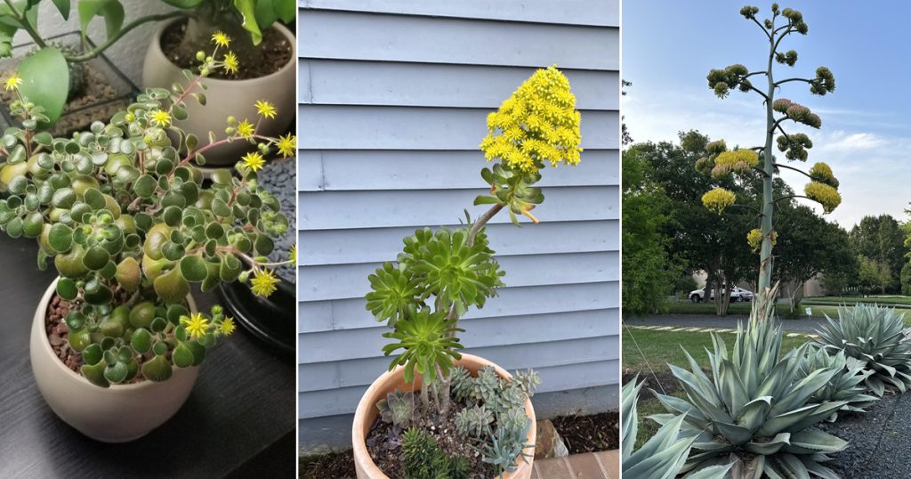 10 Monocarpic Succulents That Die After Flowering - Succulent Garden Web