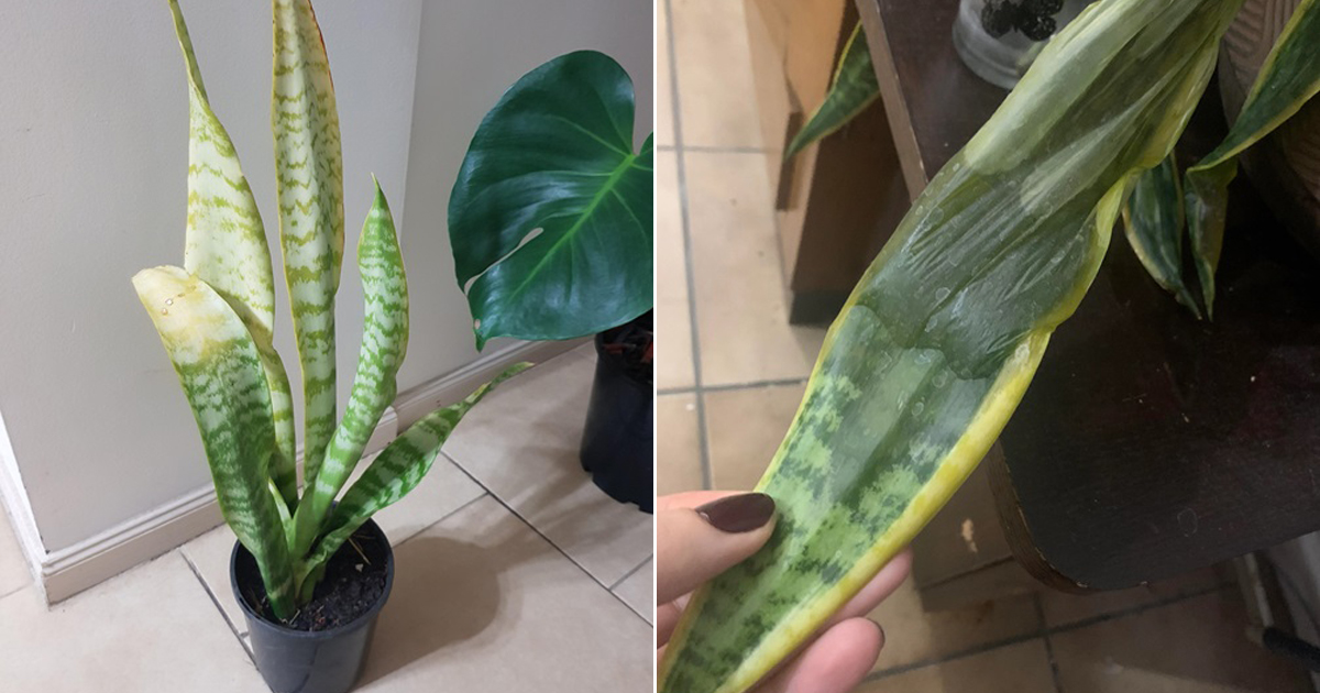 Revive Your Snake Plant—Problems and Their Solutions - Succulent Garden Web