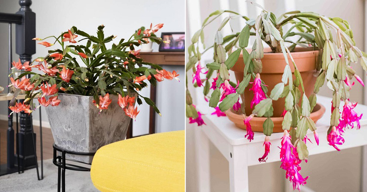 Thanksgiving Cactus Vs. Christmas Cactus—Major Differences - Succulent ...