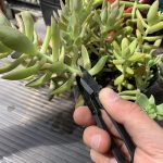 When to Cut Back Sedum for Winter? - Succulent Garden Web