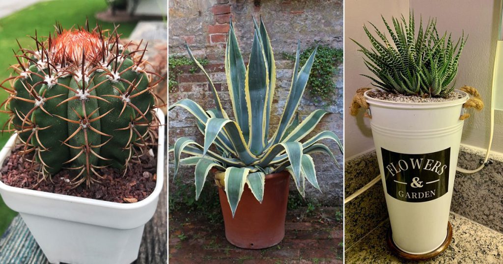 Beautiful Succulents That Look Like Lips - Succulent Garden Web