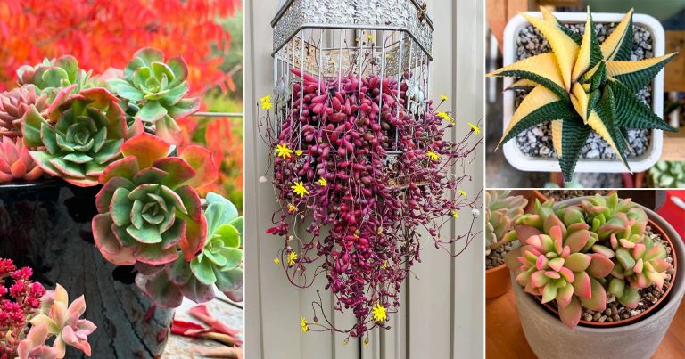 Beautiful Succulents That Look Like Lips - Succulent Garden Web