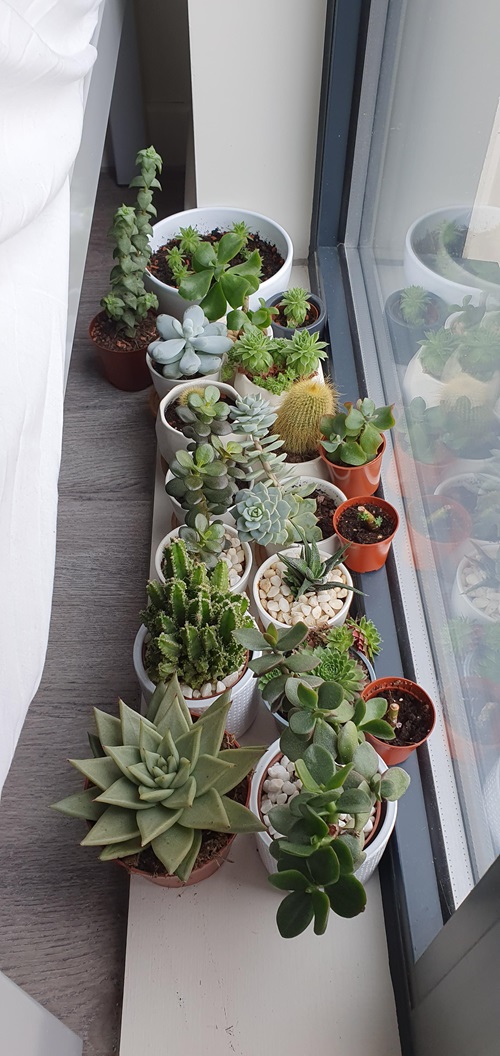 Create a Succulent Corner in Your Home—20 Easy Ideas - Succulent Garden Web