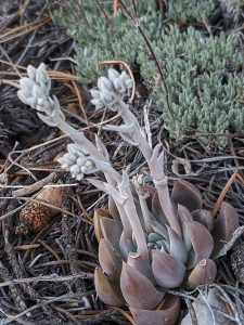 23 Best Types of Dudleya You Must Grow - Succulent Garden Web