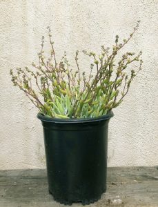 23 Best Types of Dudleya You Must Grow - Succulent Garden Web