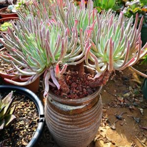 23 Best Types of Dudleya You Must Grow - Succulent Garden Web
