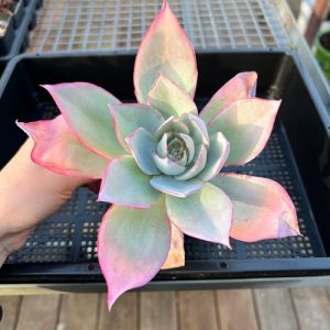 41 Colorful Succulents That Might Take Your Breath Away! - Succulent ...