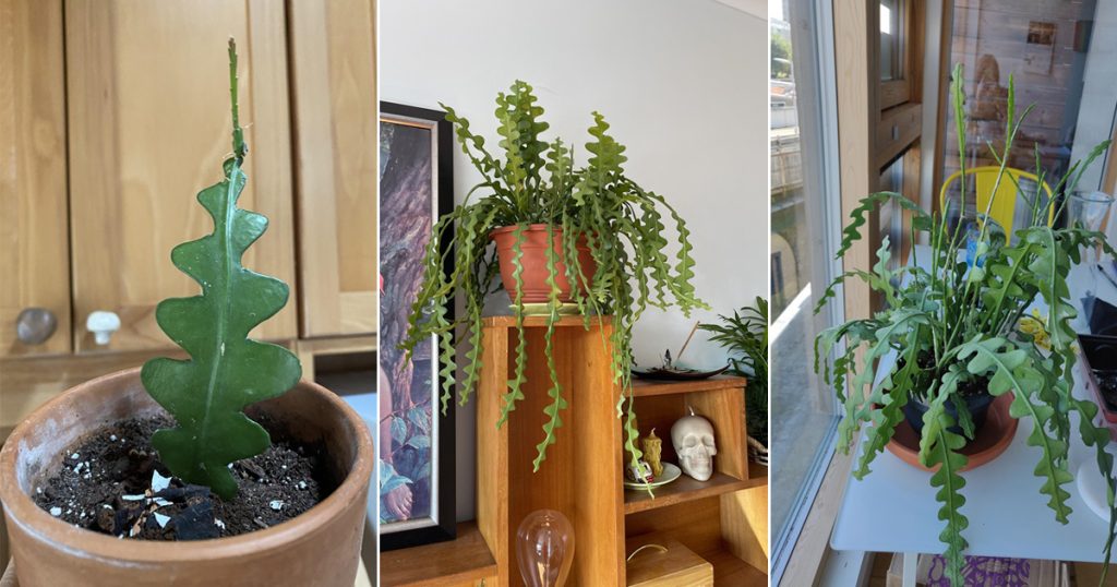 Fishbone Cactus—Easy Tips for Growth and Care - Succulent Garden Web