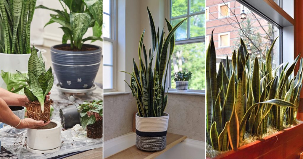 Must Read This Before Planting Snake Plant At Home - Succulent Garden Web