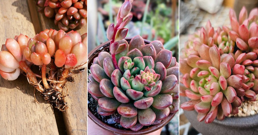 Sedeveria Pink Ruby Care and Growing Guide - Succulent Garden Web