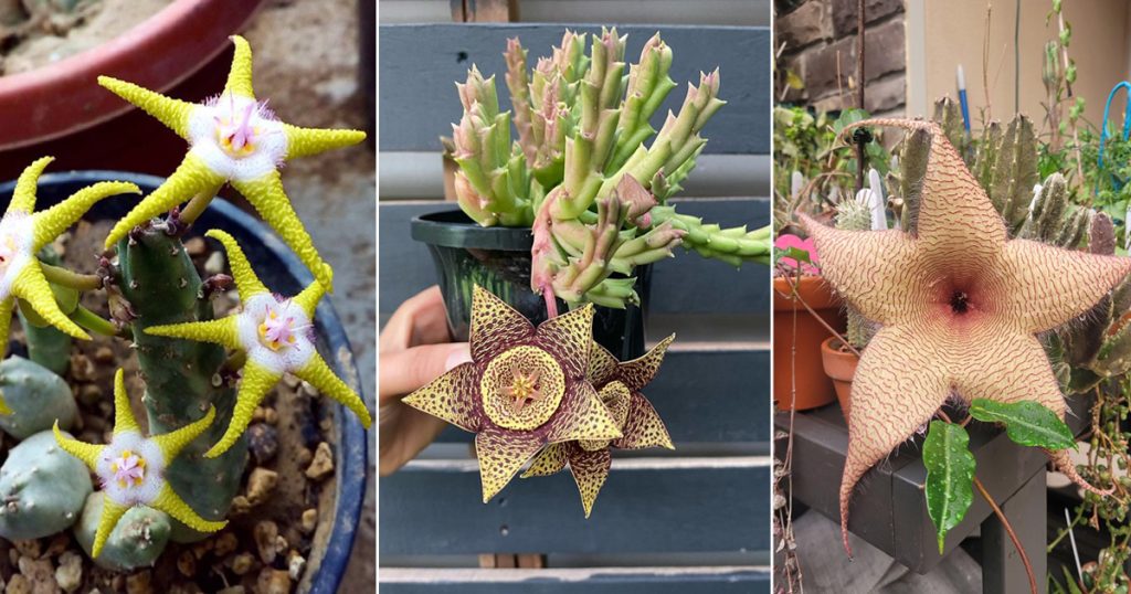 9 Succulent Plants With Star Shaped Flowers - Succulent Garden Web