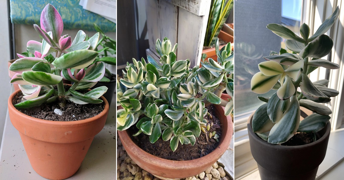 Variegated Jade Plants—How to Maintain their Color and Boldness ...