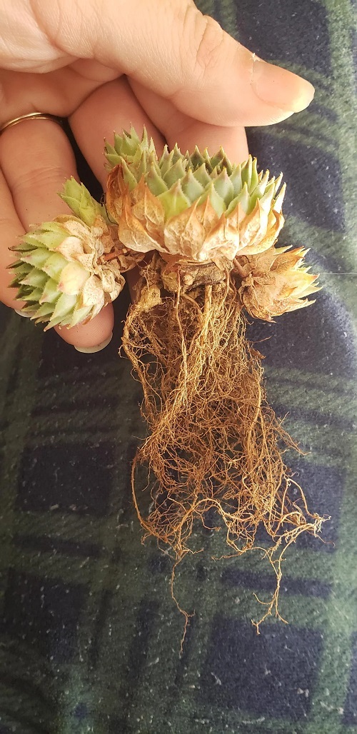 Sempervivum Leaves Curling Down—Reasons And Solutions - Succulent ...