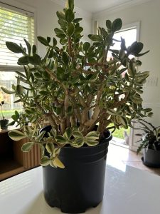 Variegated Jade Plants—How to Maintain their Color and Boldness ...