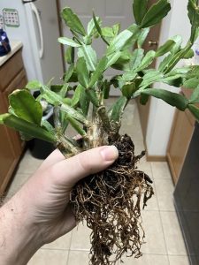 How To Split A Christmas Cactus—With Easy Steps - Succulent Garden Web