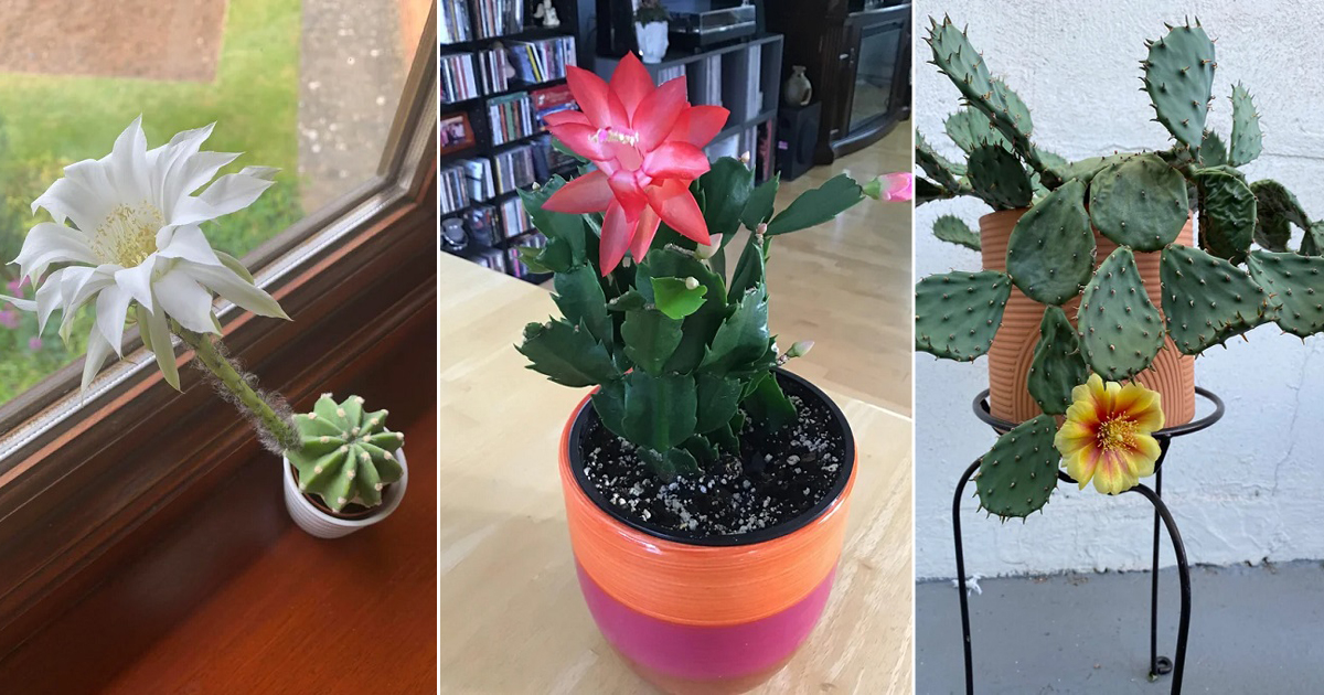 How Often Does A Cactus Bloom—A Complete Guide - Succulent Garden Web